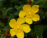 Plant of the week - Hypericum | Garden Centre Guide