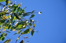 Coppice eucalyptus trees | Garden Centre Guide