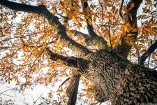 November's plant of the month is trees | Garden Centre Guide