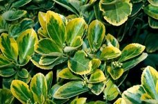 Plant winter tubs | Garden Centre Guide